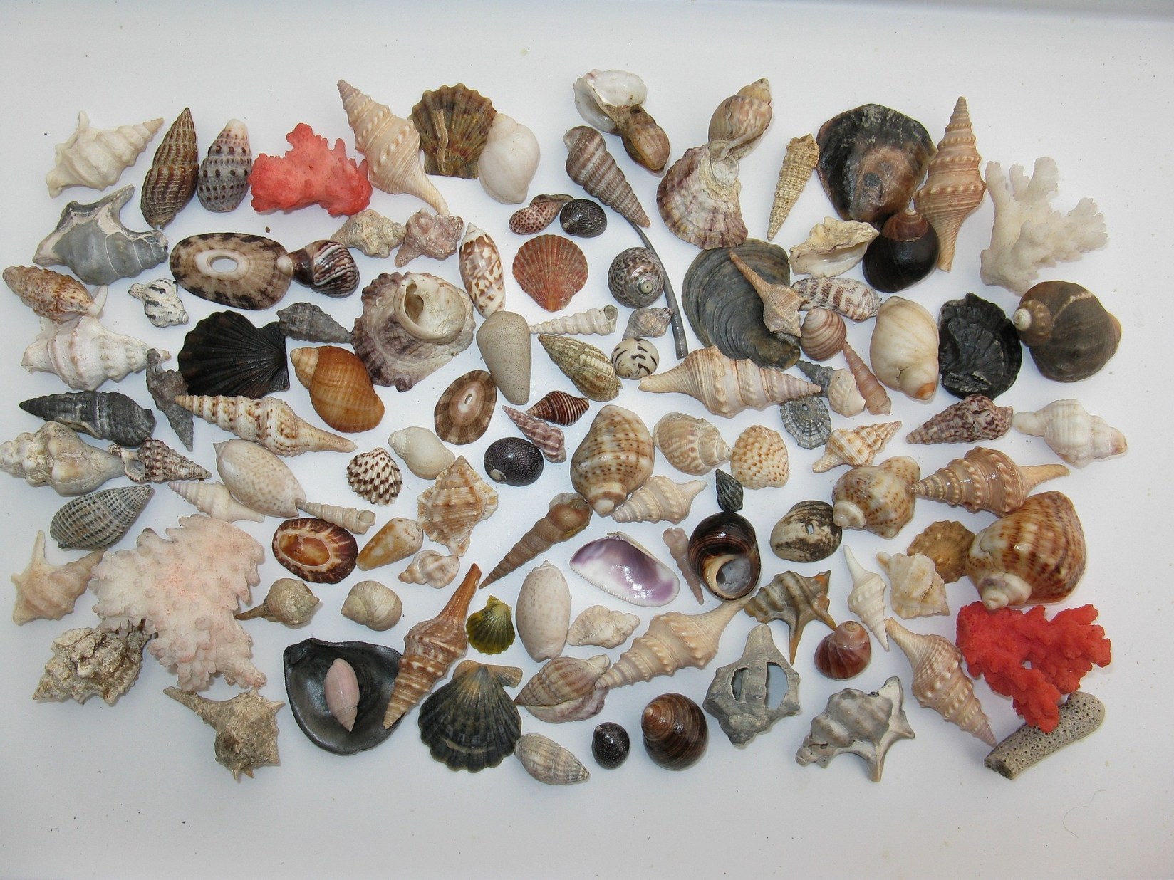 Nature Study – Ambling Together