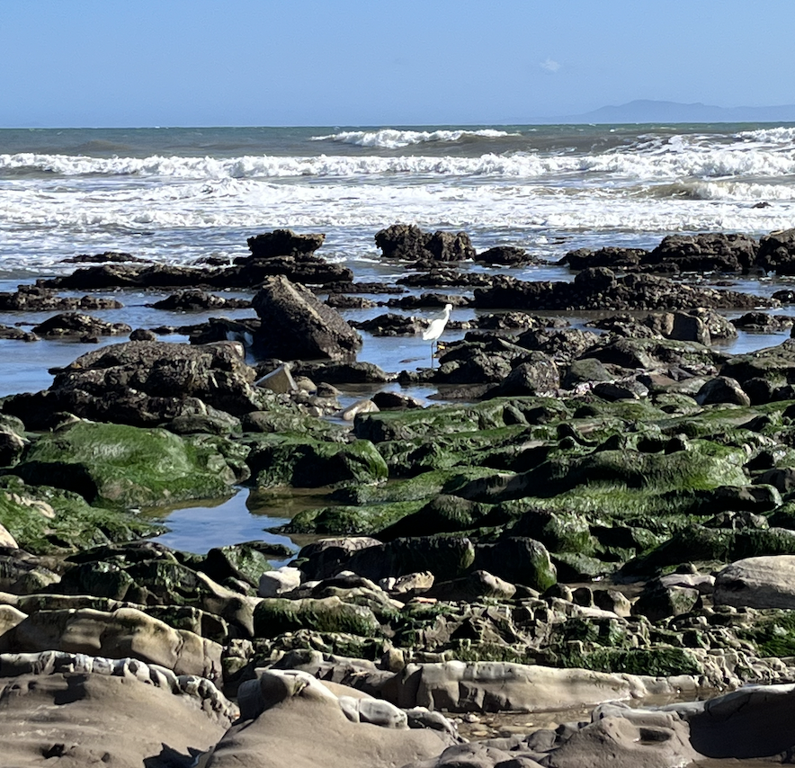 Nature Study – Ambling Together